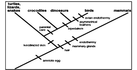 Answered On The Cladogram Circle The Node That Bartleby