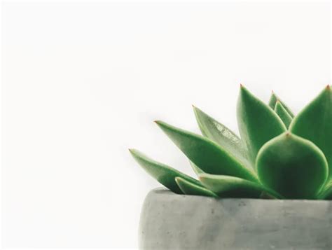 Blynk Website