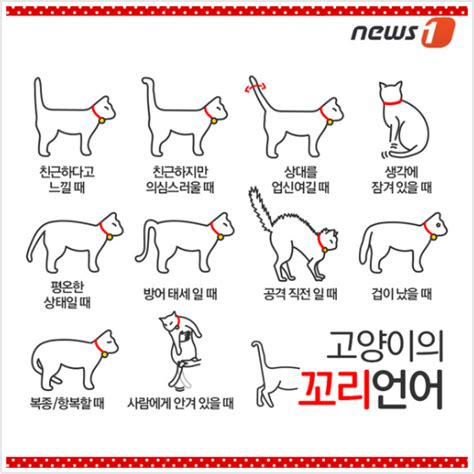 신기한 고양이 꼬리언어 알아보자 네이버 블로그
