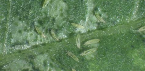 How To Rid Thrips From Your Hydroponic Garden Nosoilsolutions