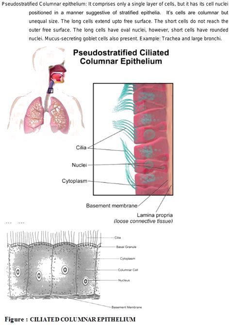 Pseudostratified Columnar Epithelium Wikipedia 47 Off
