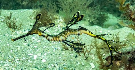 풀잎해룡weedy Seadragon Or Common Seadragon Phyllopteryx Taeniolatus