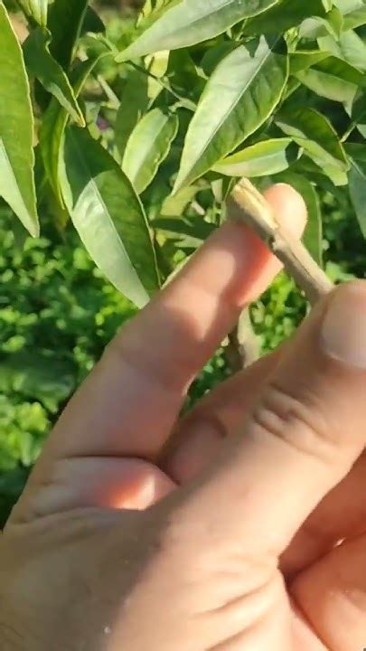 طريقة عبقرية لضمان تباعد الأغصان الجزائر سوريا العربية اكسبلور