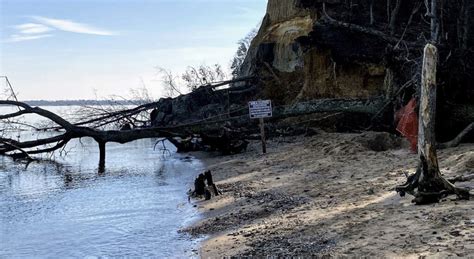 New Species Discovered By Amateur Paleontologists At Calvert Cliffs Chesapeake Family