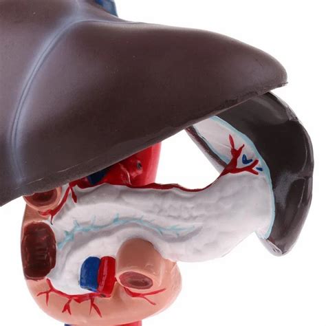 Biological Models At ₹ 740piece Bio Model In Ambala Id 2853351298373