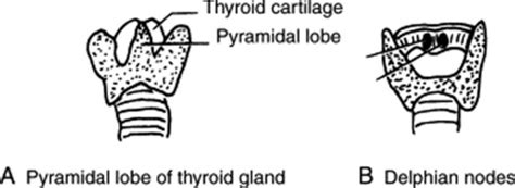 Lymph Nodes Clinical Gateclinical Gate