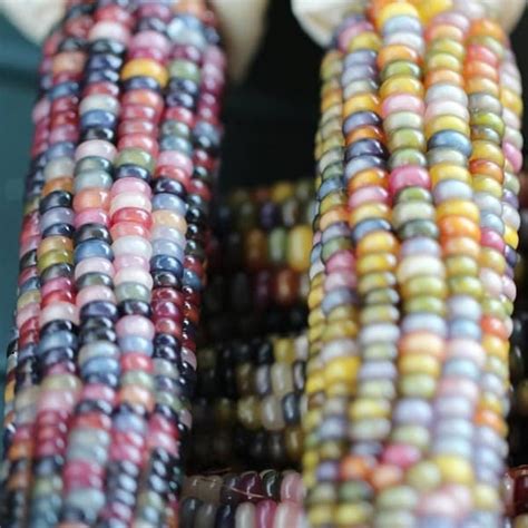 Glass Gem Corn Etsy