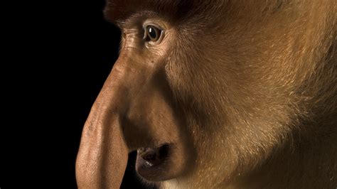 Proboscis Monkey National Geographic National Geographic