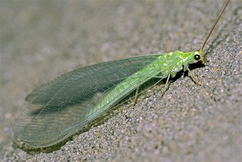 Photo 92958 Chrysopa Sp