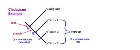 solved in the tree shown here how many terminal nodes or