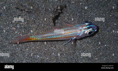 Yellowstriped Cardinalfish Ostorhinchus Cyanosoma Actinopterygii