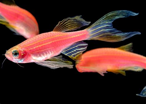 Zebra Danio School