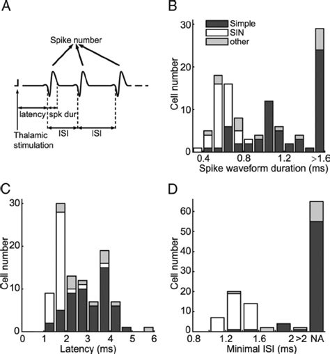 Responses To Thalamic Electrical Stimulation And Spike Waveform