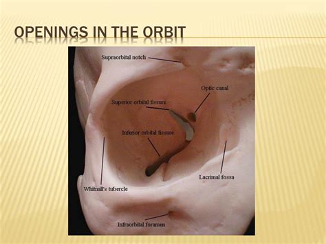 PPT ORBITS PowerPoint Presentation Free Download ID 3645605