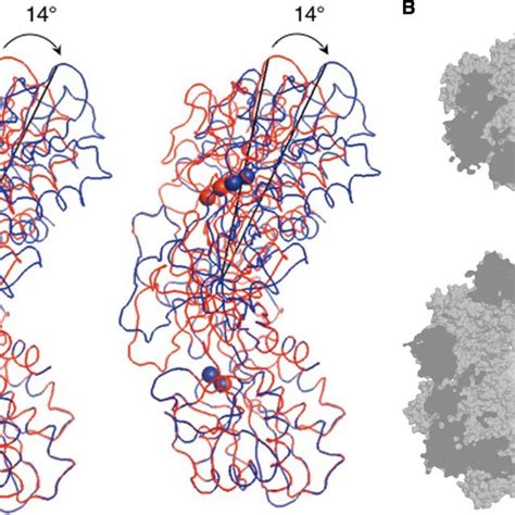 Dimer Structure In The Two Phtet1 Complexes A Ribbon Representation