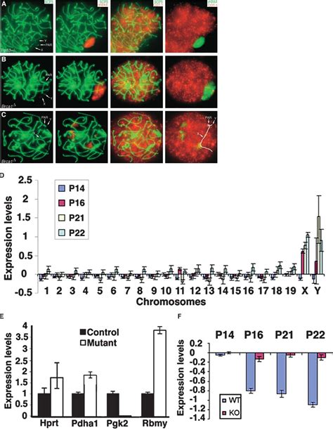 Pachytene Stage Semantic Scholar