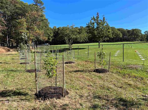 DNR Maryland Nears Half A Million Trees Planted Toward 5 Million Goal Southern Maryland