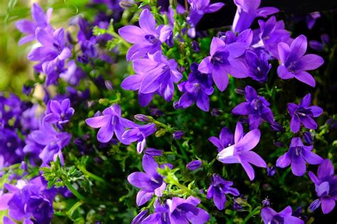 Bellflower Annual Perennial Blue Britannica