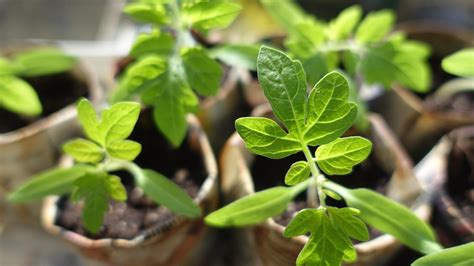 Free Seedling Nature Images Pixabay