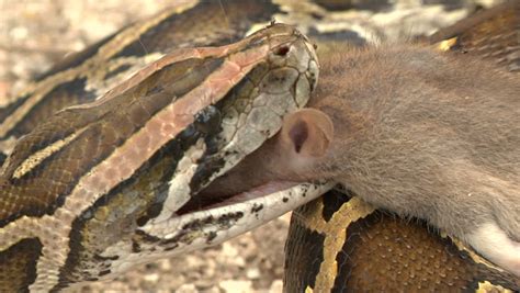 PYTHON EATS RAT Footage Videos And Clips In HD And 4K Avopix Com