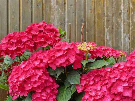 Hydrangea Hues Understanding Color In Your Hydrangea Garden