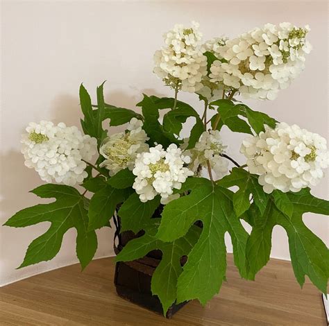 令和5年6月1日 日々の草花