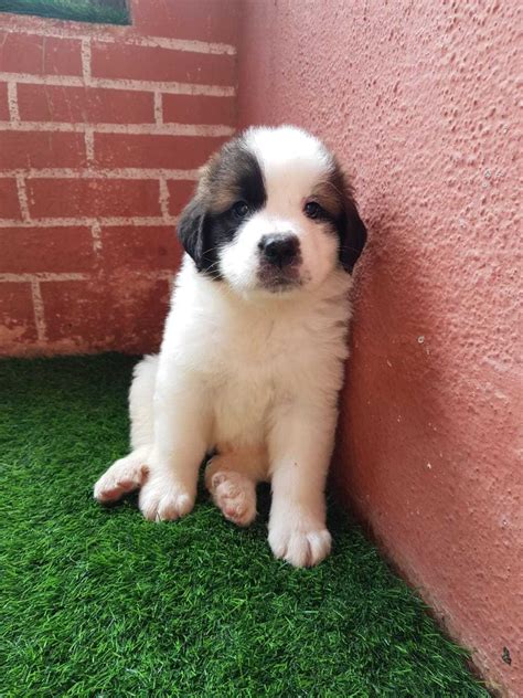 St Bernard Dog Puppy