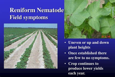 Ppt Management Of The Reniform Nematode In Cotton Powerpoint