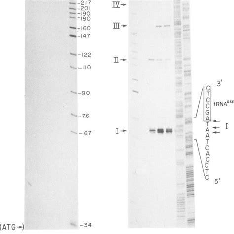 Si Nuclease Mapping Of The 5 Termini Of Colil Transcripts Marker Download Scientific Diagram