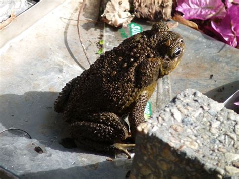 Kane Toad Toad Frog Lizard