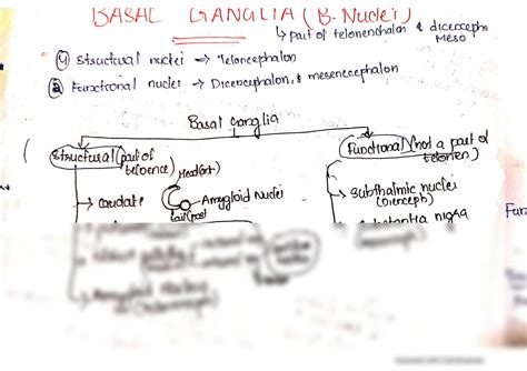 Solution Basal Ganglia Studypool Solution Basal Ganglia Studypool