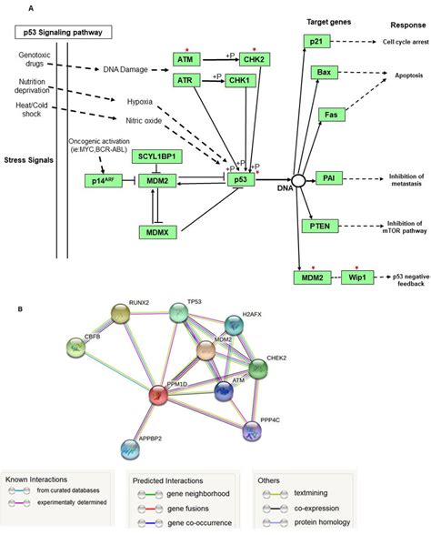 The Importance Of Wip1 In The P53 Signaling Pathway And Its