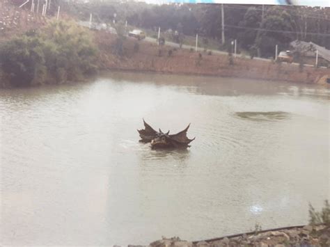 Mega Bunyip Photo Collection Billabong Bunyip Rsubmergedanimatronic