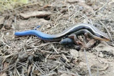 3 Species Of Skinks In California Pictures Wildlife Informer