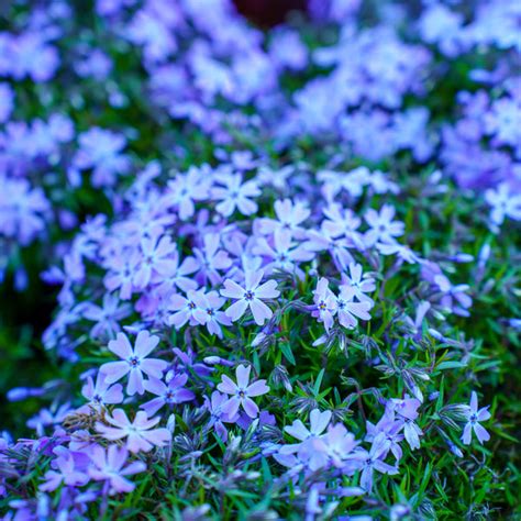 Blue Emerald Creeping Phlox Plant Detectives