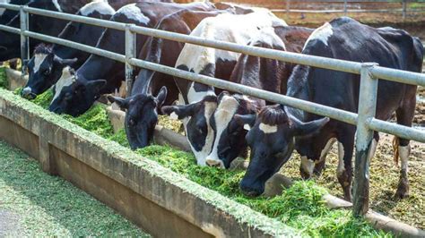 Farming Meaning Examples At Howard Bradshaw Blog