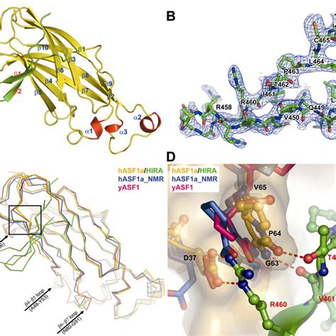 Pdf Structure Of A Human Asf1a Hira Complex And Insights Into