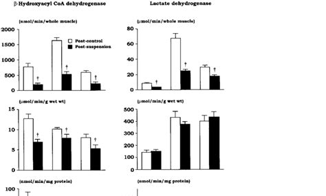 The Activities Of Hydroxyacyl Coa Dehydrogenase And Lactate