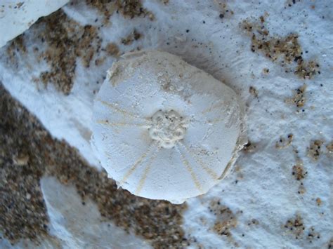 Uk Fossil Collecting