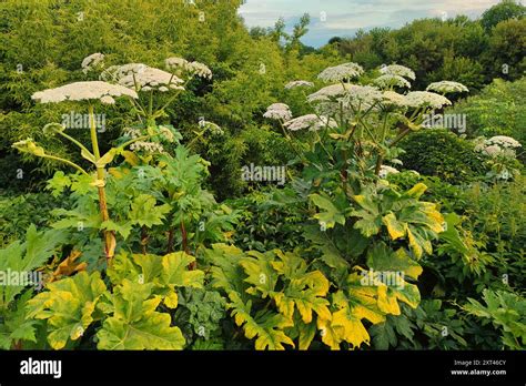 Hogweed Is A Poisonous And Actively Spreading Plant On The Ground