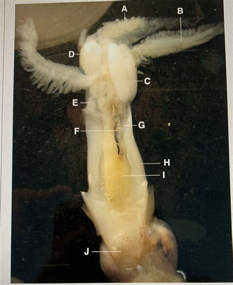 Mollusca 2 Diagram 3 Diagram Quizlet