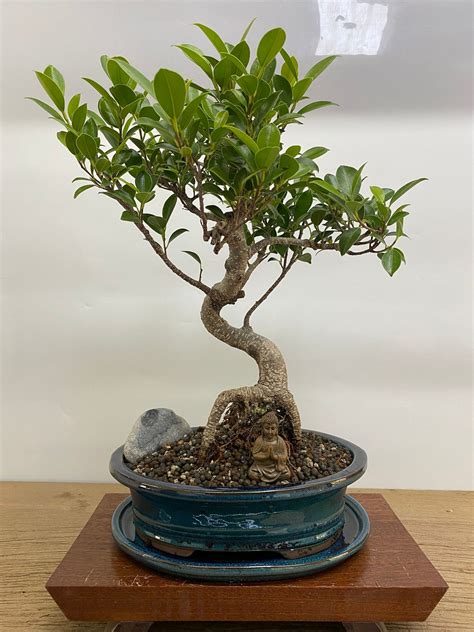 Ficus Microcarpa Banyan Fig Indoor Premium Bonsai Tree Bundle Shap