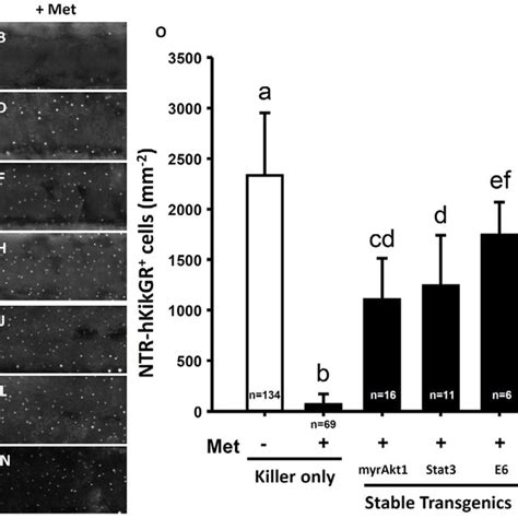 Functional Validation Of Potential Apoptosis Modulators In The Living