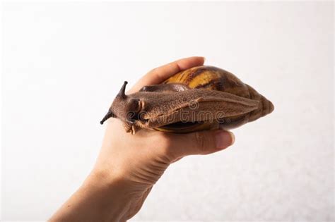 Giant Snail In Human Hand Stock Image Image Of Closeup 330432191