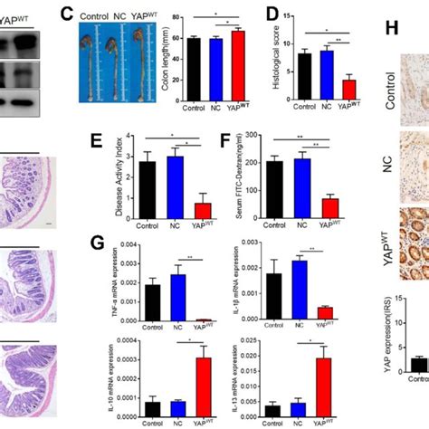 Yap Interacted With Stat3 In Nucleus Forming A Complex To Download