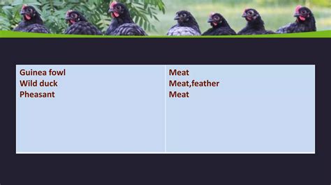 Classification Of Poultrypptx