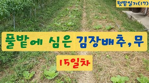 15일차 풀밭에 심은 김장 배추 무 그리고 돌산갓 Youtube