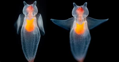 Clione Limacina Si Malaikat Kecil Dari Laut Yang Membuat Para Penyelam
