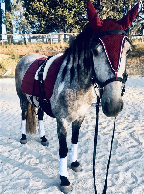 Mariquita wore burgundy today, and I took her for a walkie up the road ...
