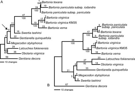 phylograms from separate molecular data parsimony analyses numbers